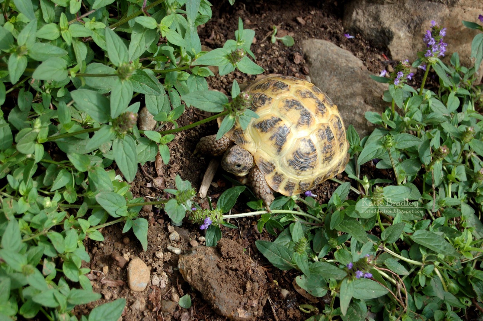 Tortaddiction: Our Russian tortoises' outdoor enclosure