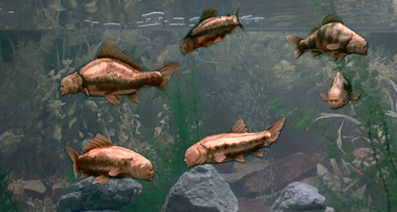 Gamle SamlerLiv: Caroline på månen med Monty Python