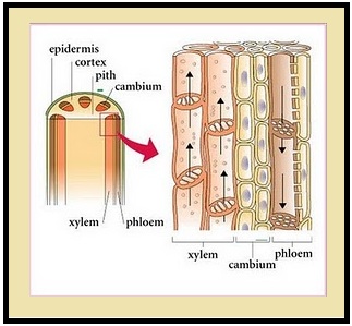 BIOLOGI GONZAGA: JARINGAN TUMBUHAN