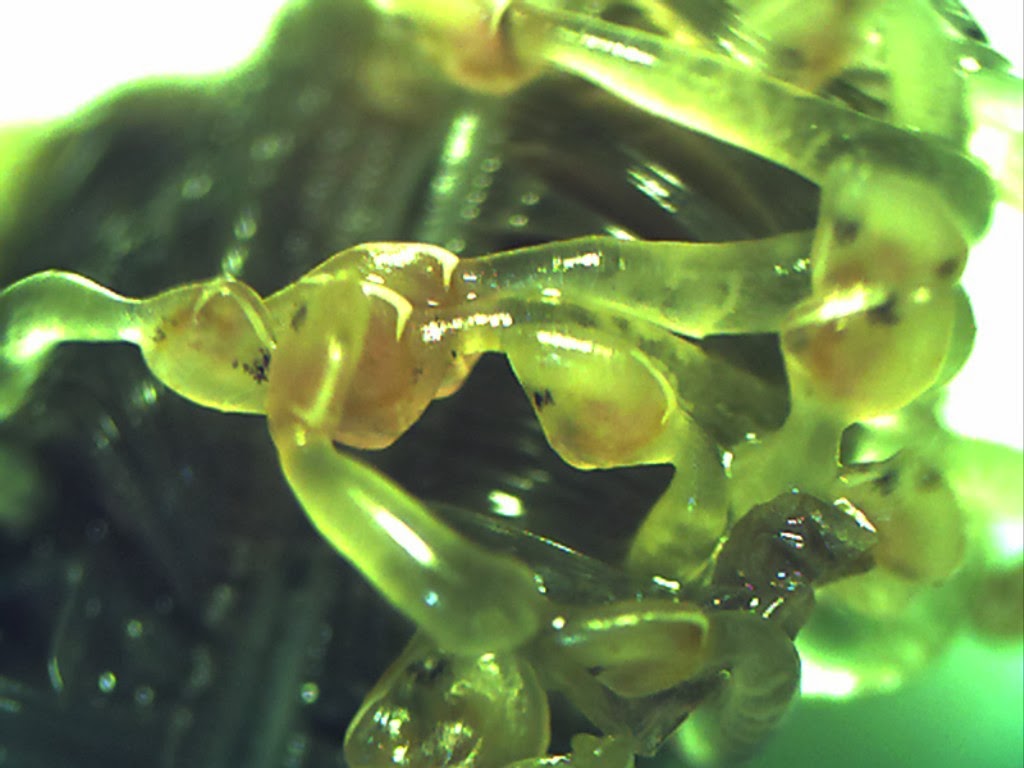 OCTOLASMIS SP - Stasiun Karantina Ikan Pengendalian Mutu dan Keamanan ...