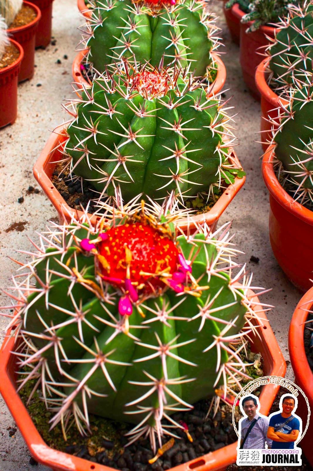 Wandering at The Cactus Point, Cameron Highland