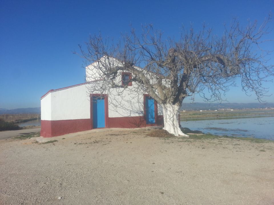 Los lugares más bellos: Árbol de forma caprichosa cerca del mar