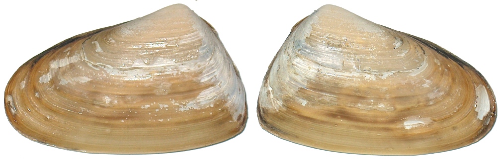 Visita a la Zona Arqueológica de Tablada de Lurín | Mi Querida Tablada ...