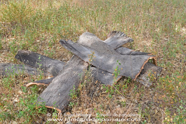 El proceso de extracción del CORCHO en los ALCORNOQUES