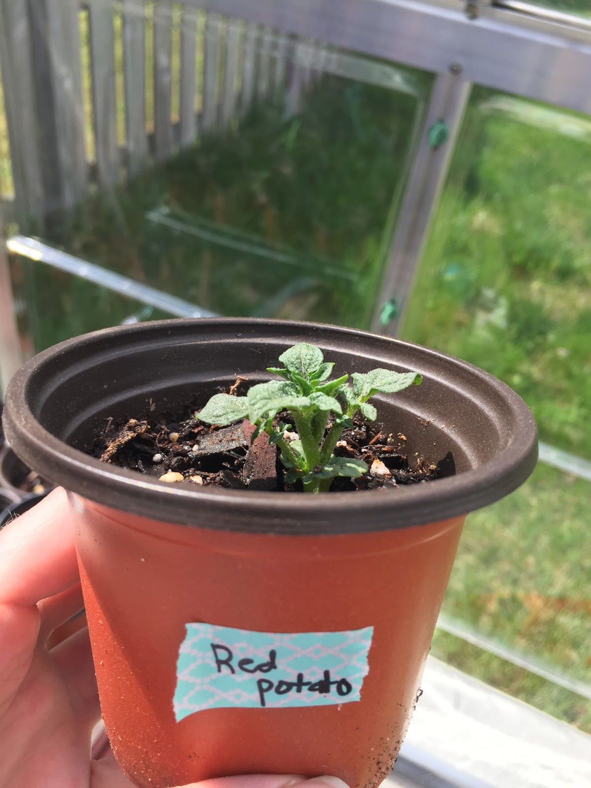 Bonz Blogz: 2016 Garden Update #4