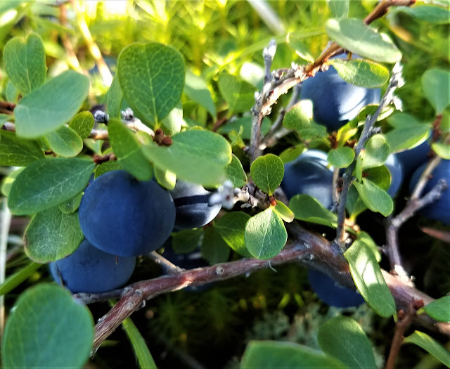 Under the Charm of Wild Alaskan Blueberries