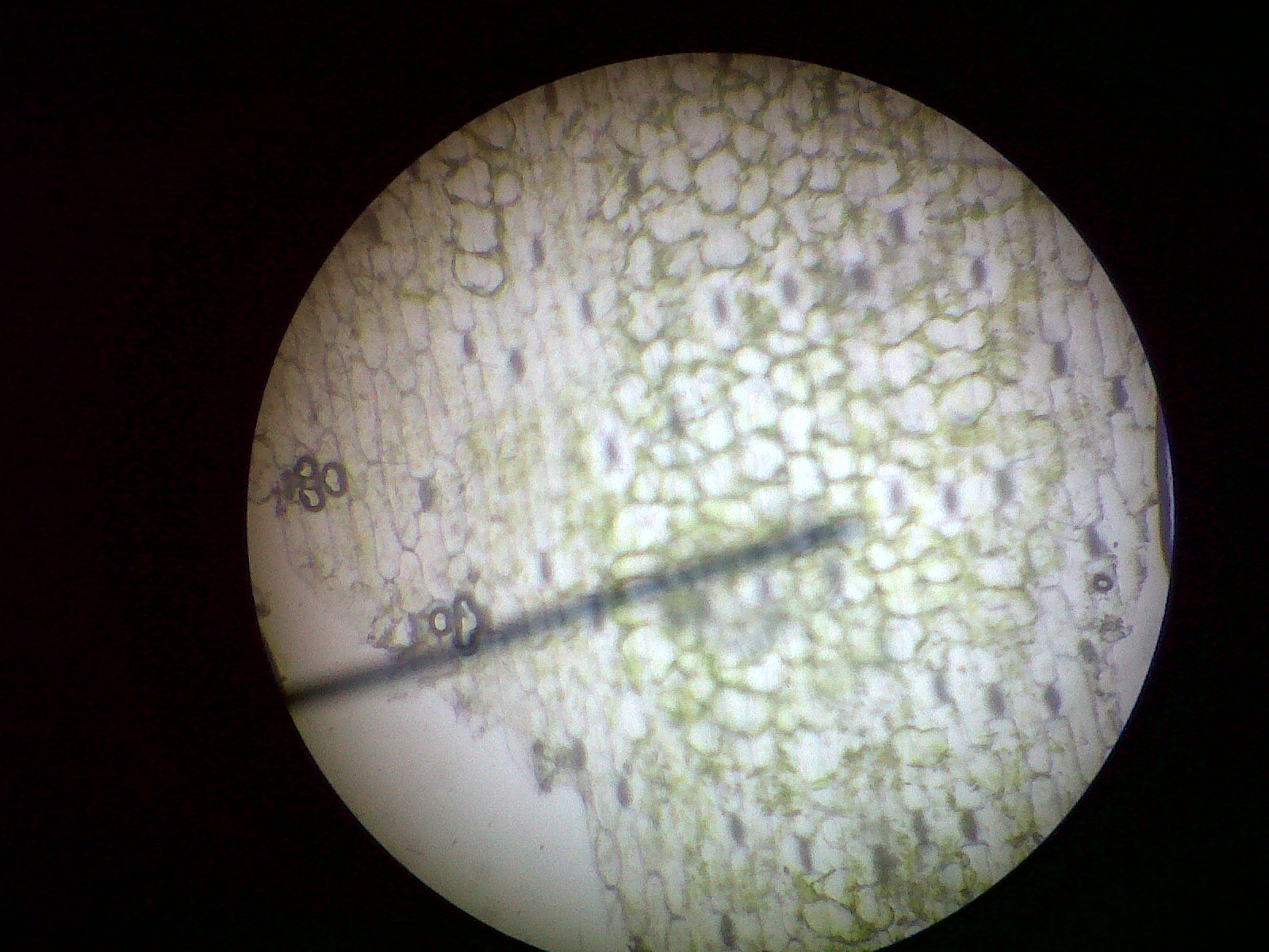 Se.Na.Da_Ka.Ta Dwinda: 04/01/2012 - 05/01/2012