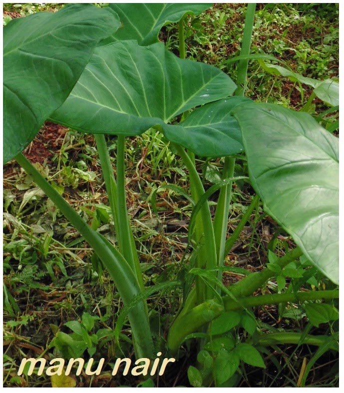 papanasini: CHEMBU ( ചേമ്പ് )