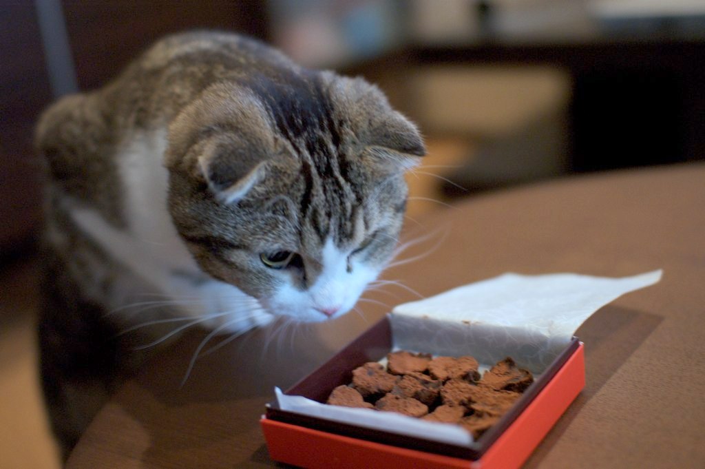 ¿Los gatos pueden comer chocolate?