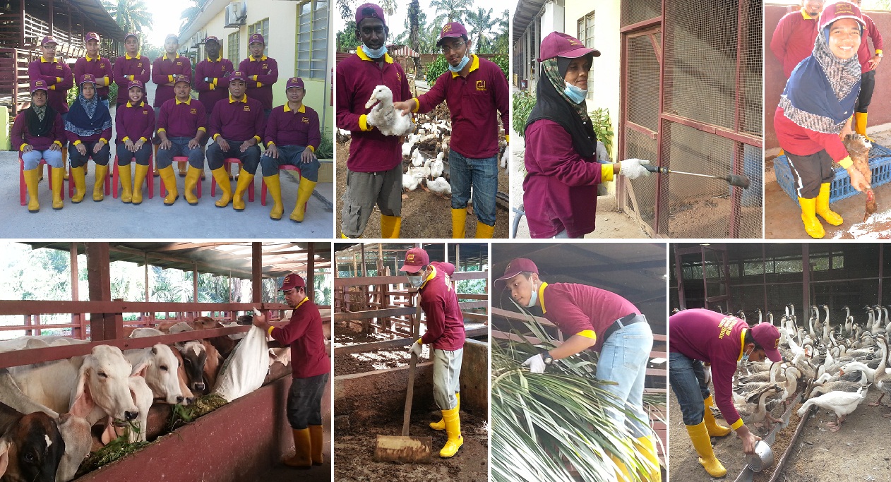 MJ FATONAH SDN BHD: KURSUS USAHAWAN TERNAKAN RUMINAN DAN UNGGAS