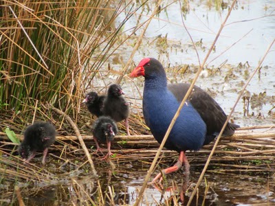 Midnight Collective: A note on pukeko and the takahe - one of New ...