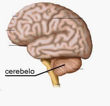 Atividades Teórico-práticas em Metabolismo e Morfofisiologia : Cerebelo ...