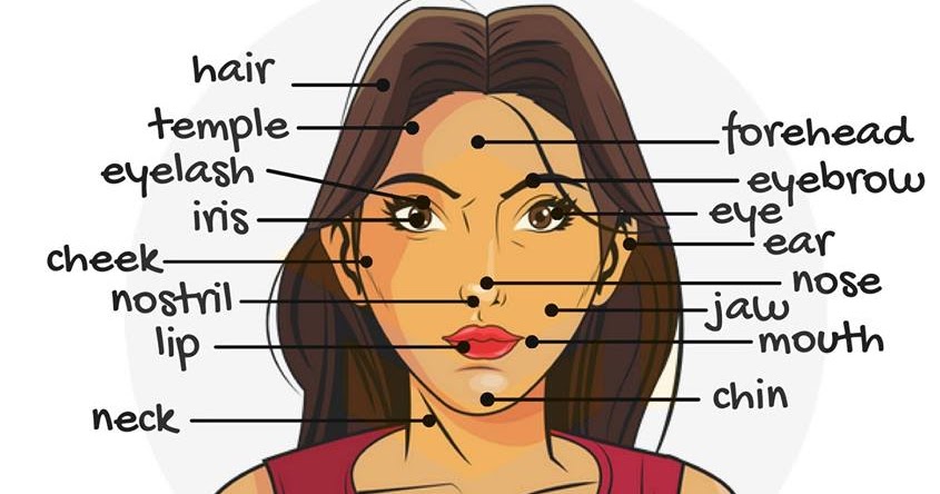 English is FUNtastic: Vocabulary - the head