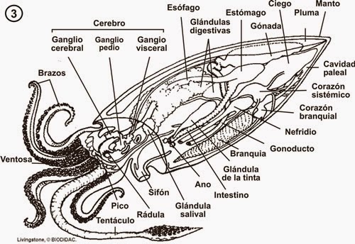 rinconcitos de lectura: DISECCIONAMOS UN CALAMAR.