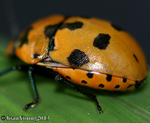 South African Photographs: Shield Backed Bug (Graptocoris aulicus)