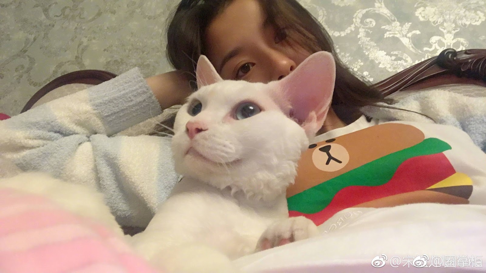 weibo go: Song Zu’er has 3 dogs and 5 cats
