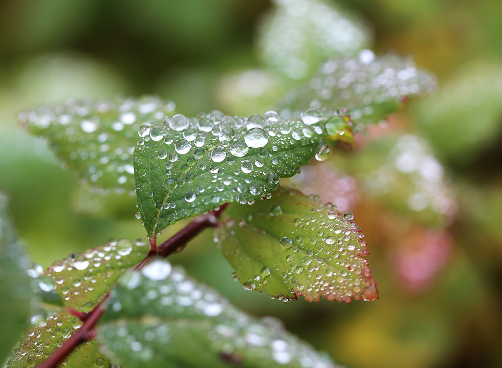 Beppans allehanda: Drippen dropp