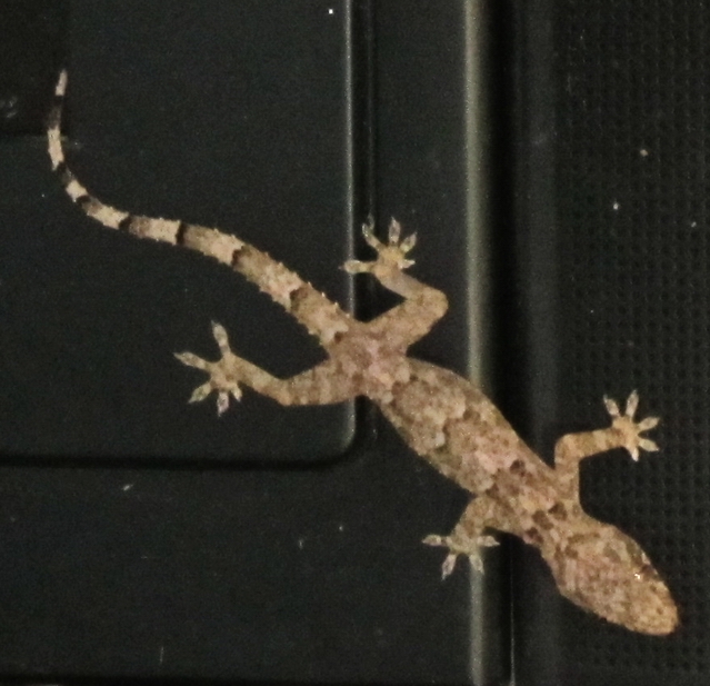 Hiking Curaçao - Flora and Fauna: Pega pega - Hagedis