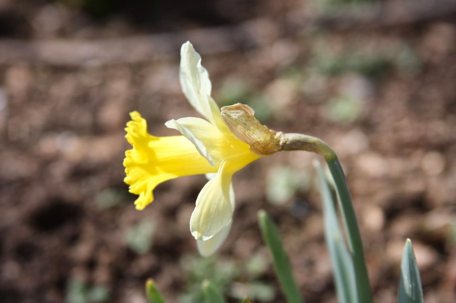 Daffodils, Narcissus and Jonquils