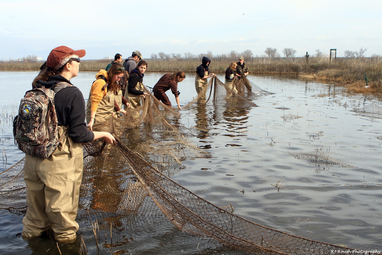 Mediocre Surreality: Rocket Netting, Goose Catching