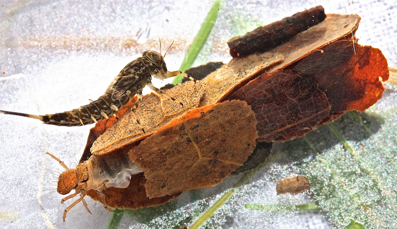 Aquatic Insects of Central Virginia: EPT Species List for Central ...