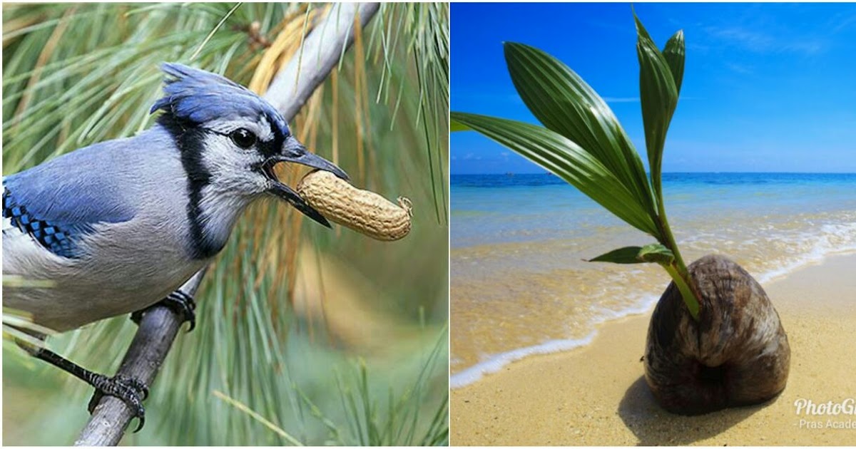 Pras Academy - SMP: Penyebaran Biji Tumbuhan