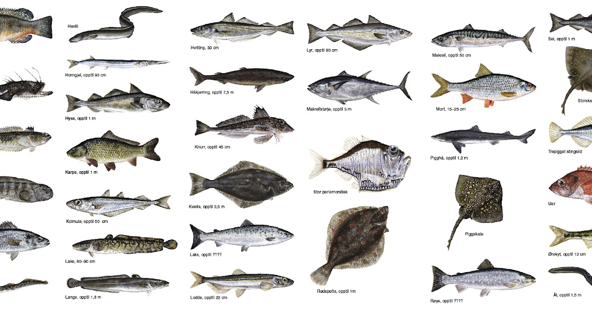 Norweski na luzie :-): Fisk/Ryby