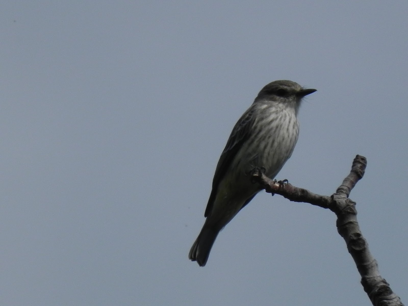 Guía para la identificación de aves