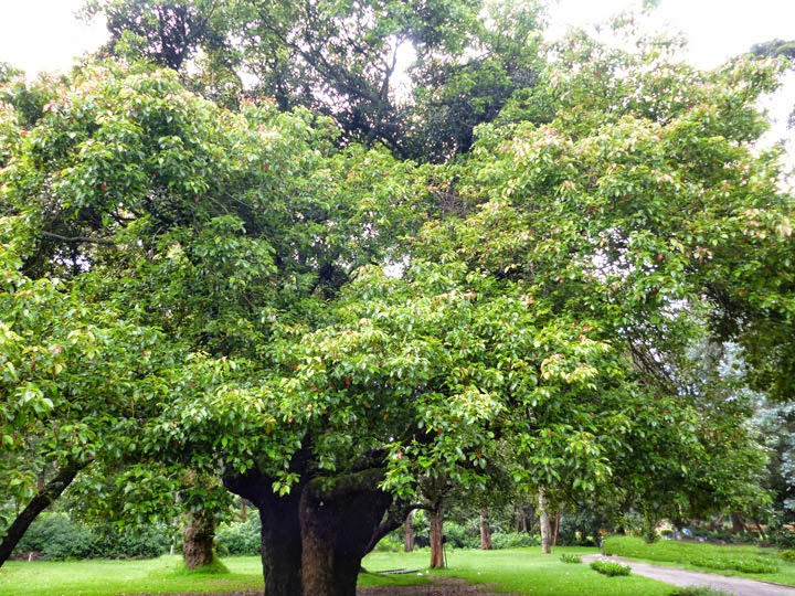 Camphor Wood Tree - Kapuru Kurundu | SL Flora