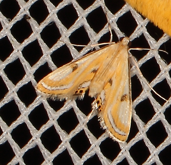 BunyipCo: National Moth Week