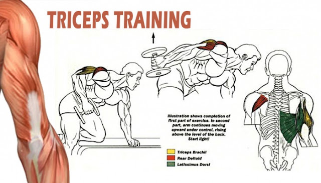Tricep Exercises for Mass: The Beginner's Guide to Building Ripped Arms ...