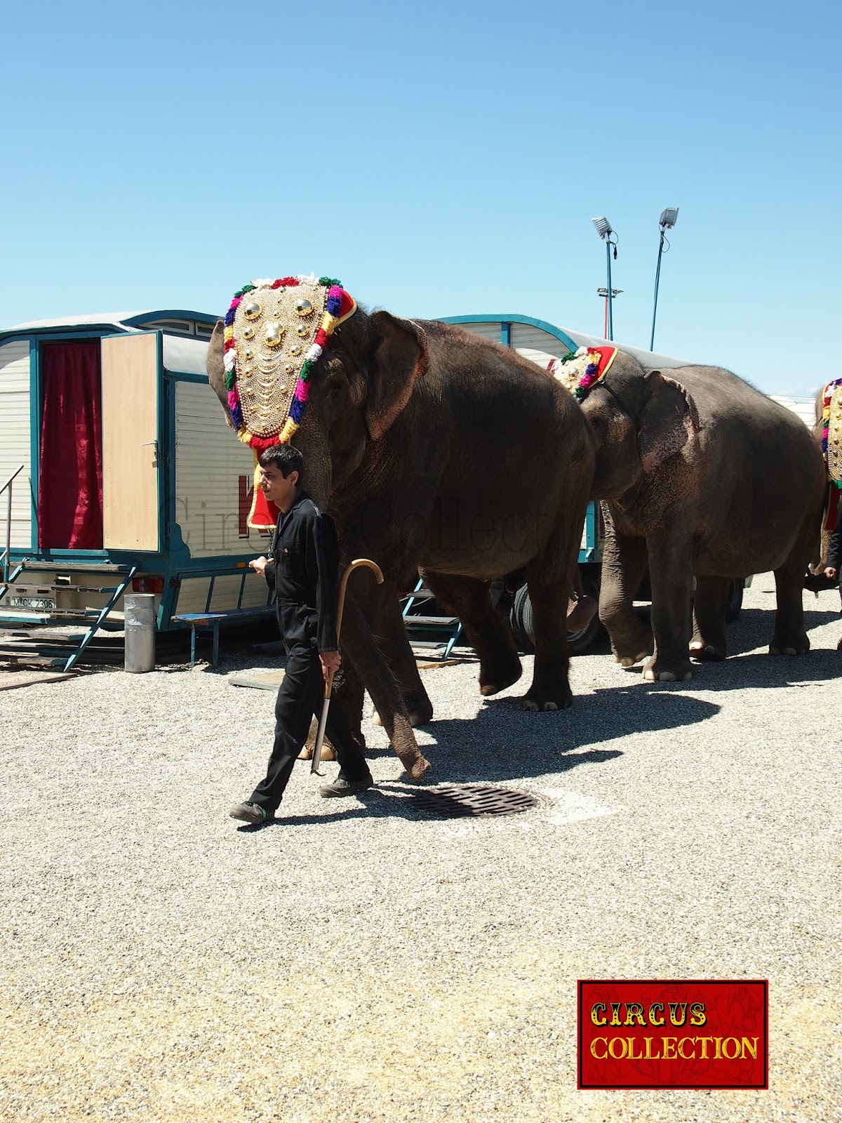 Circus -Collection: Les éléphants aux cirques