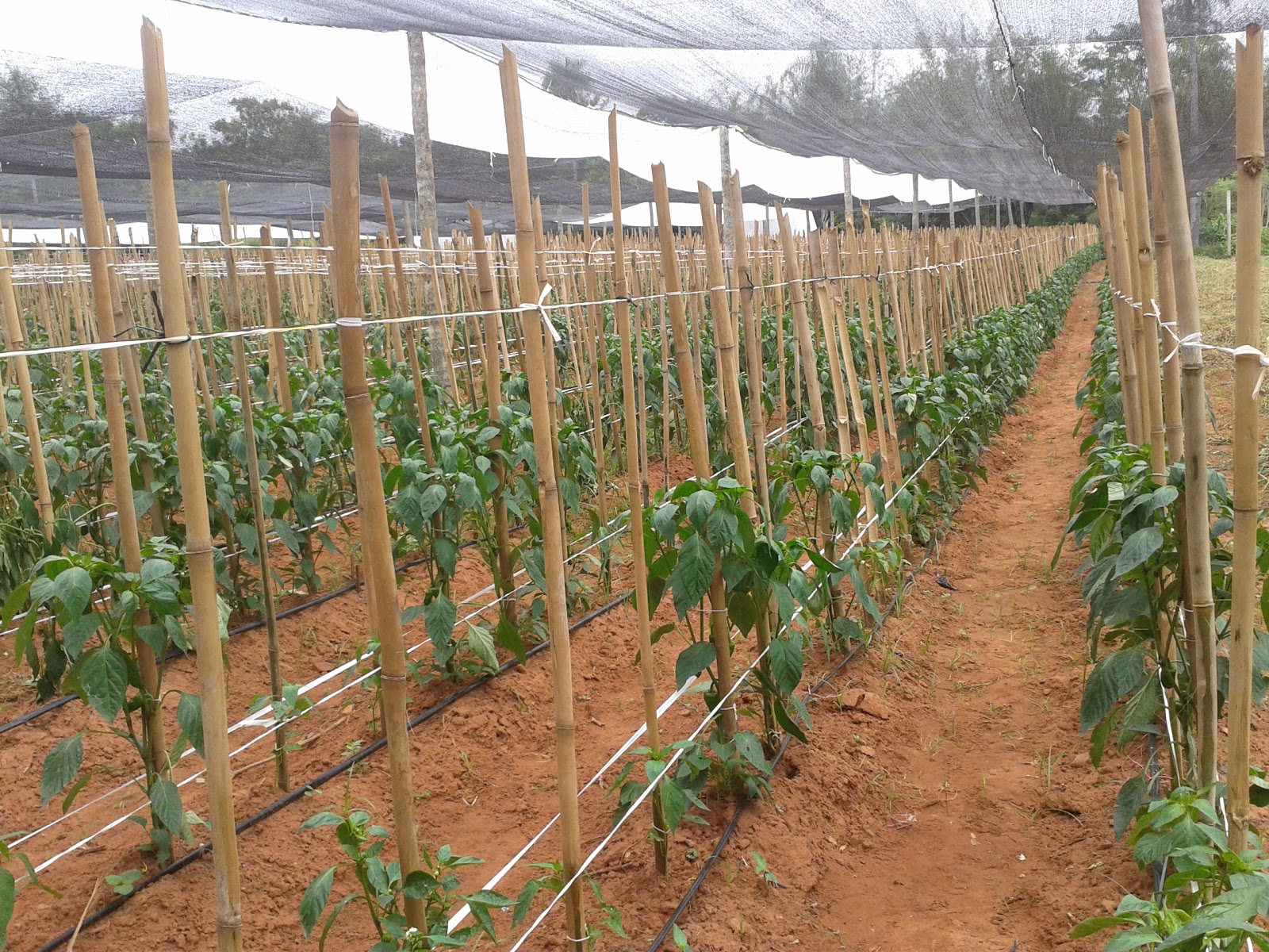 Paraguay: un milagro americano!: Locote paraguayo con calidad de ...