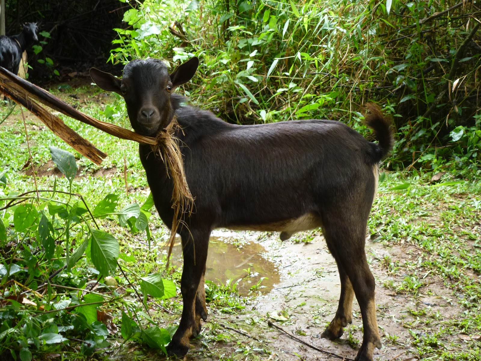 Natja i Uganda: Goat-roasting – og muligheden for at blive en mand!