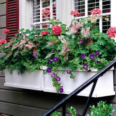 Window Boxes Abloom