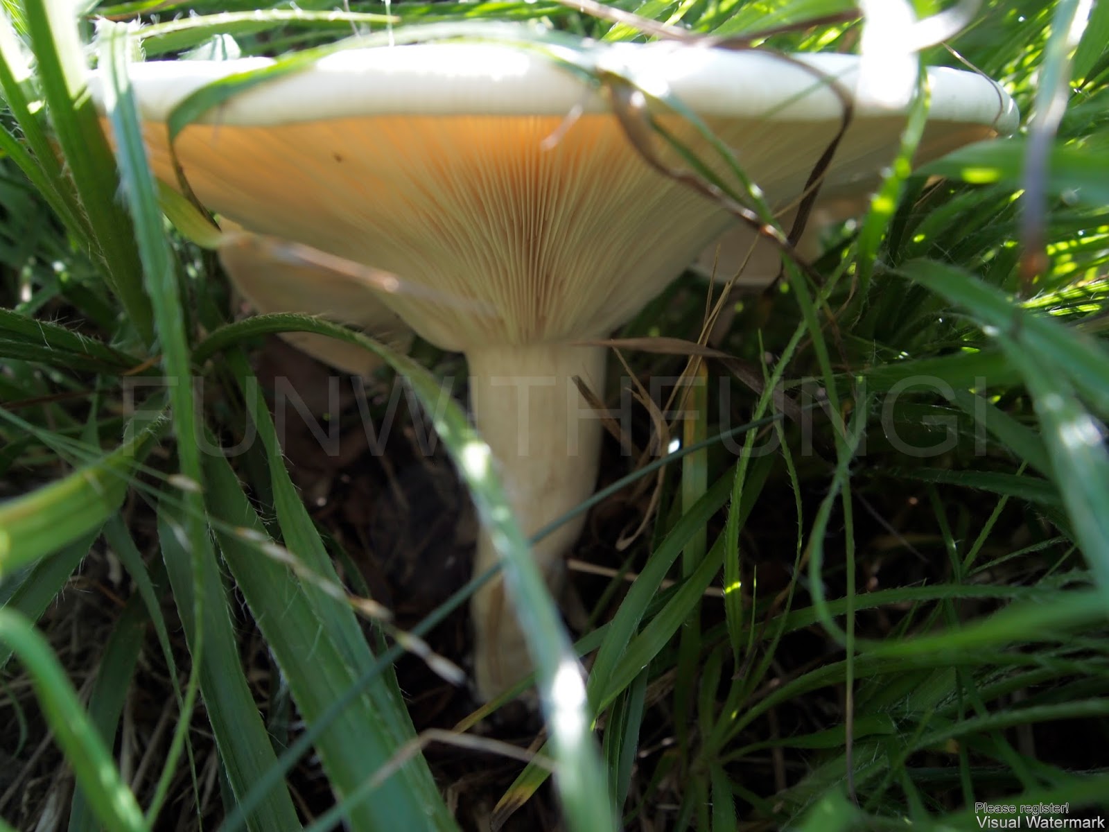 Fun with fungi: Leucopaxillus giganteus. Giant Funnel Cap.