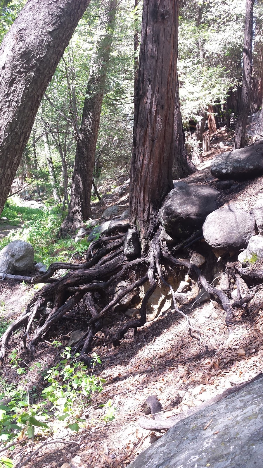 Shadow Dancing with Mind: SPOTLIGHT: ‘PIGMENT - The Limbs of the Mukuyu ...