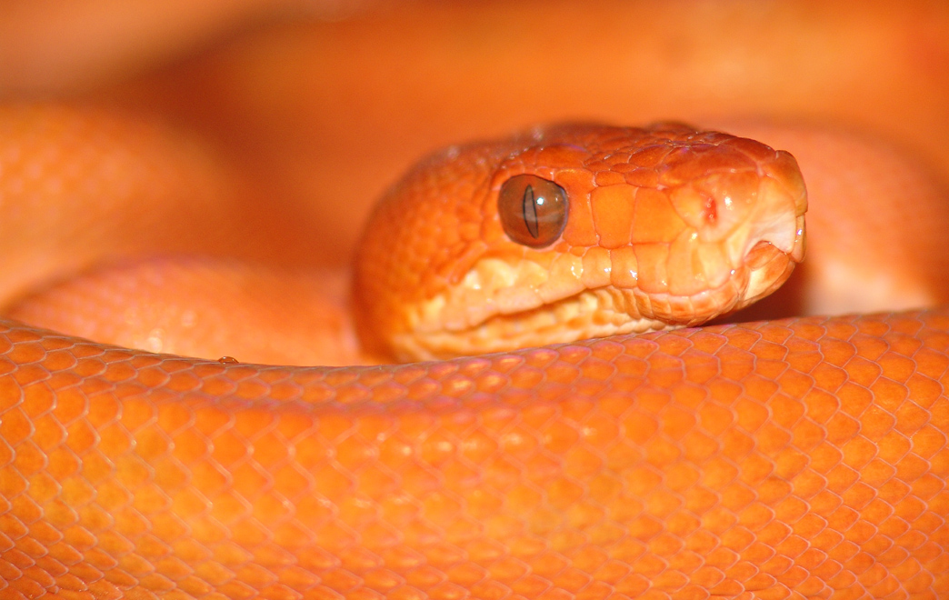 The Joys of Reptile Keeping and Awesome Reptiles: Boas