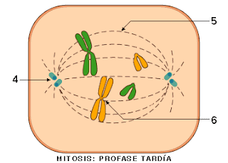 "LA MITOSIS": PROFASE