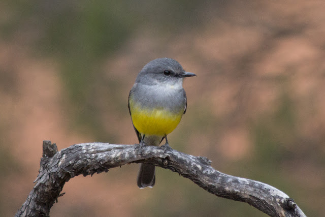 Kay Parkin Birding: Lake Gilles Conservation Park