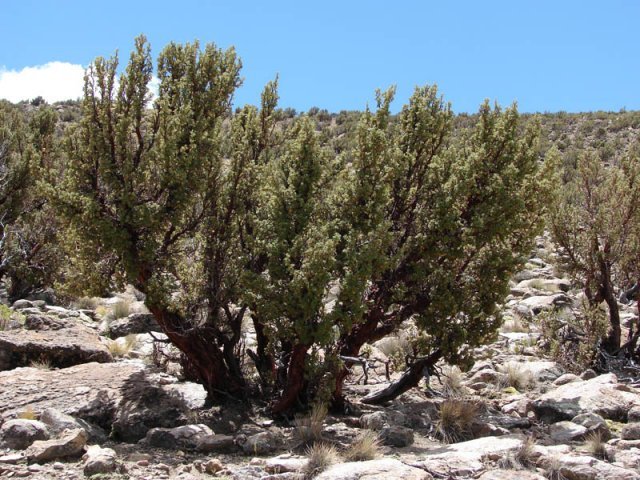 Plantas y Flores, plantas especies : Chachacoma