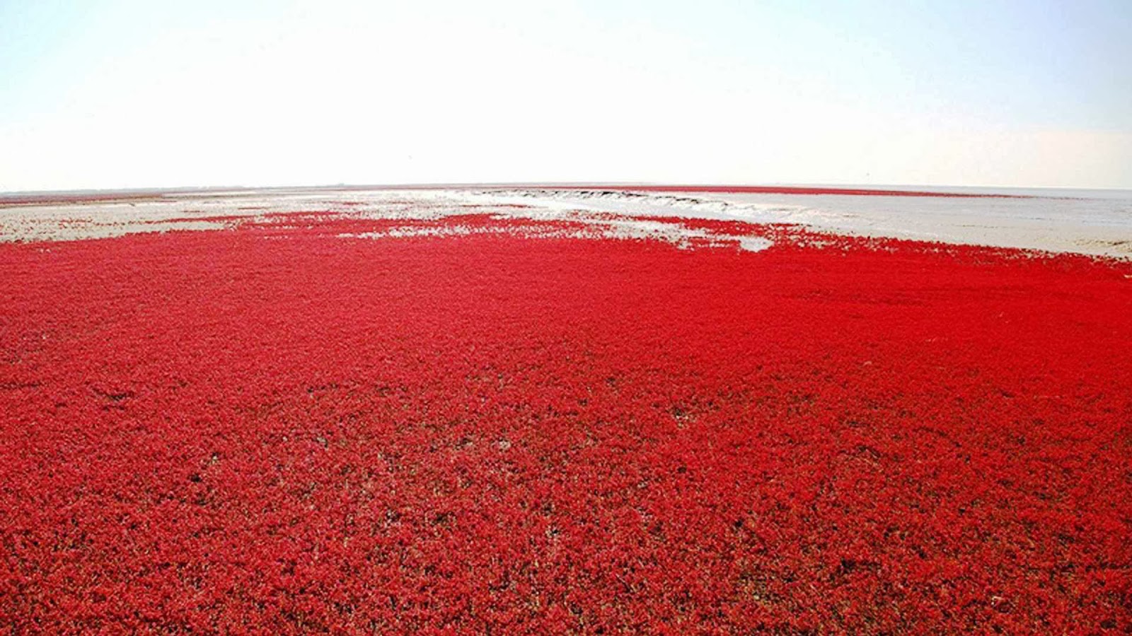 Red beach south west of panjin city in China - Beautiful Traveling Places