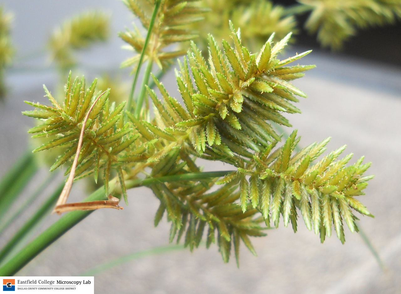 M. Gans Research Blog: Cyperus retrorsus - The Cylindric Sedge