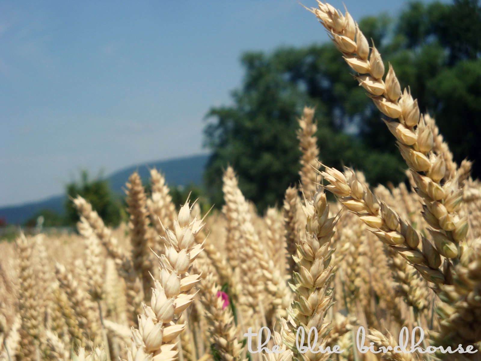 The Blue Birdhouse: White Unto Harvest