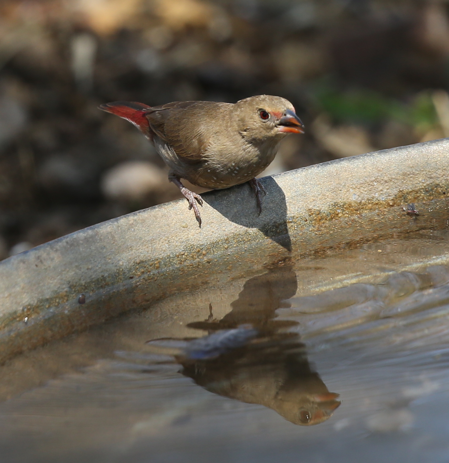 Worldbirder: Clare & Rowan's Africa trip!