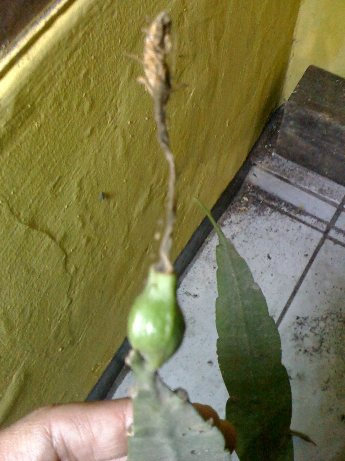 Indonesian Antiques: Buah Wijaya Kusuma Sangat Langka