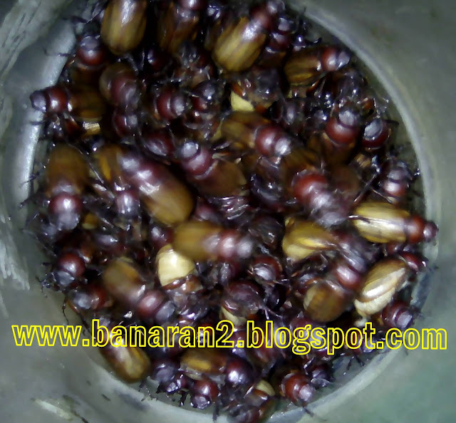 MUNCULNYA HEWAN SERANGGA PUTUL DI AWAL MUSIM PENGUJAN ~ DESA BANARAN