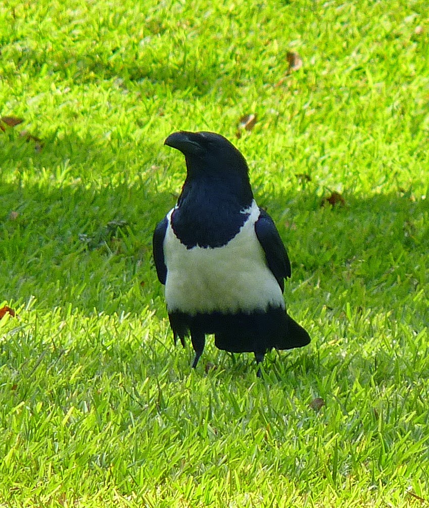 Birding For Pleasure: WILD BIRD WEDNESDAY - Pied Crow from Malawi