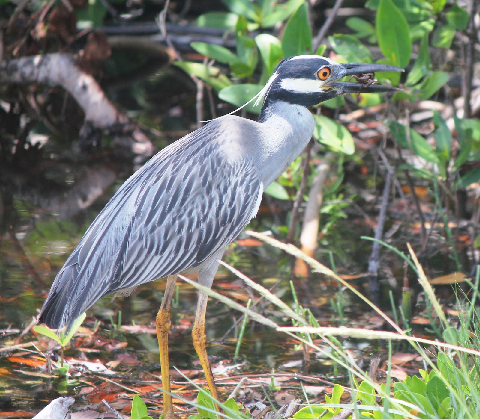 Views From Our Kayak: J.N. "Ding" Darling National Wildlife Refuge