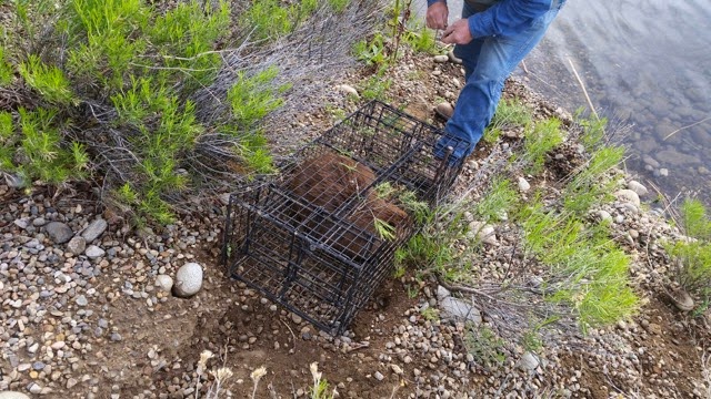 Land Set with Comstock Beaver Live Cage Trap – Comstock Custom Cage